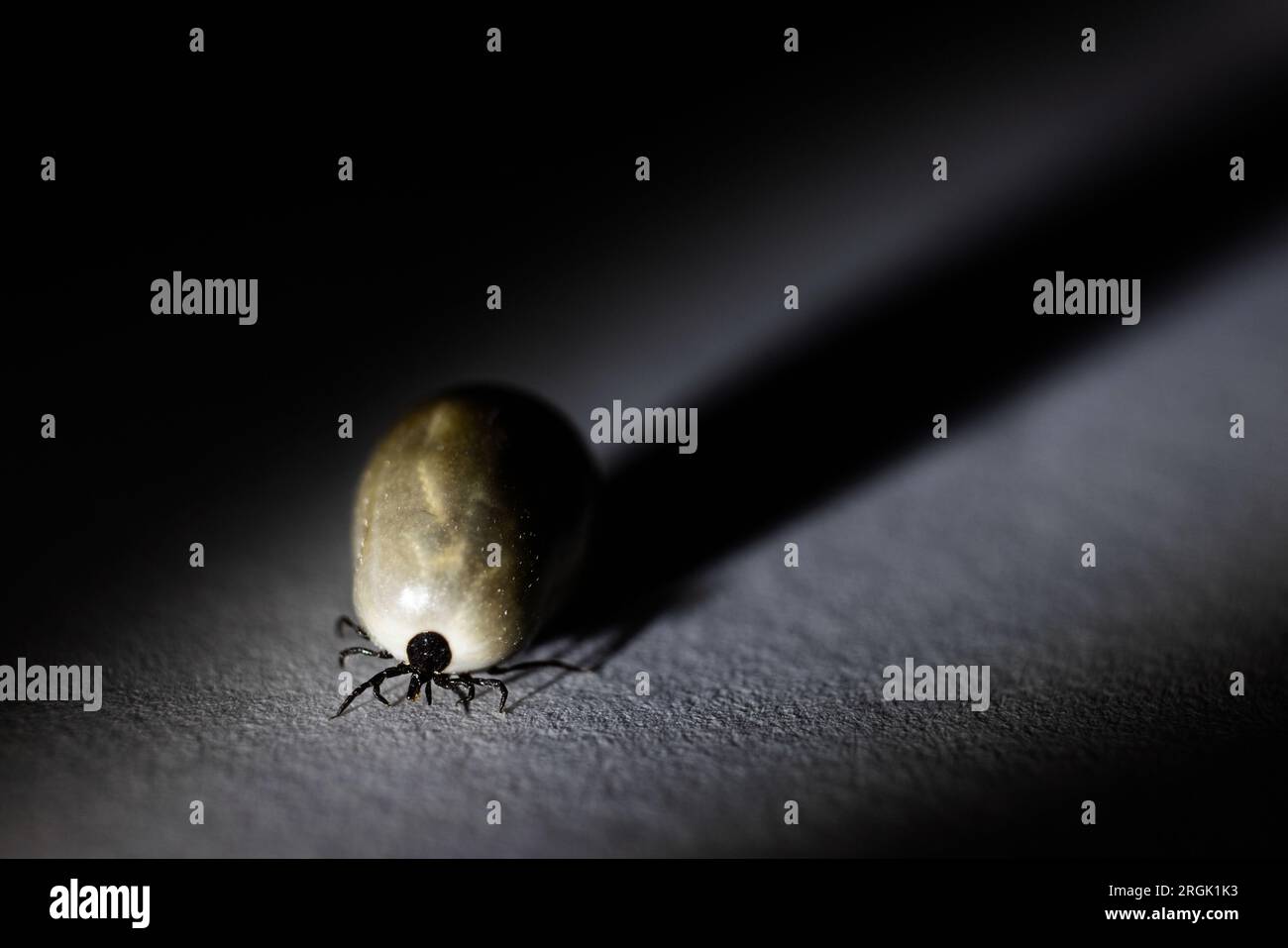 Spindeldjur hi-res stock photography and images - Alamy