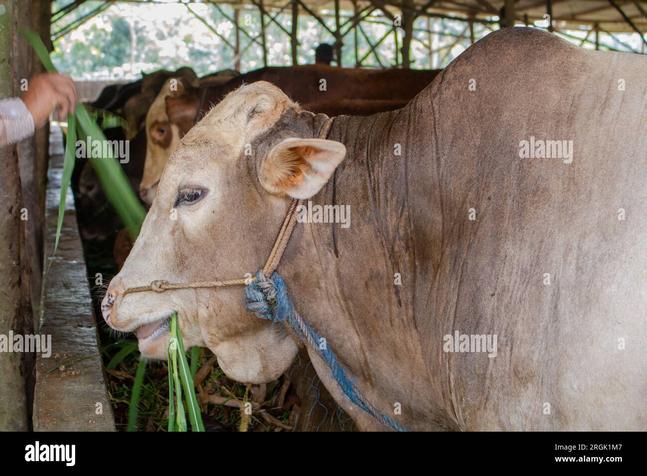 Sustainable, agriculture and cows eating on a farm for health, wellness ...