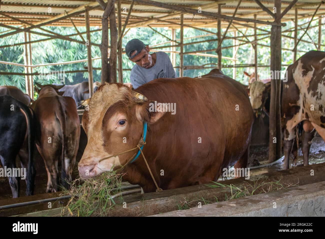 Sustainable, agriculture and cows eating on a farm for health, wellness and dairy supply ...