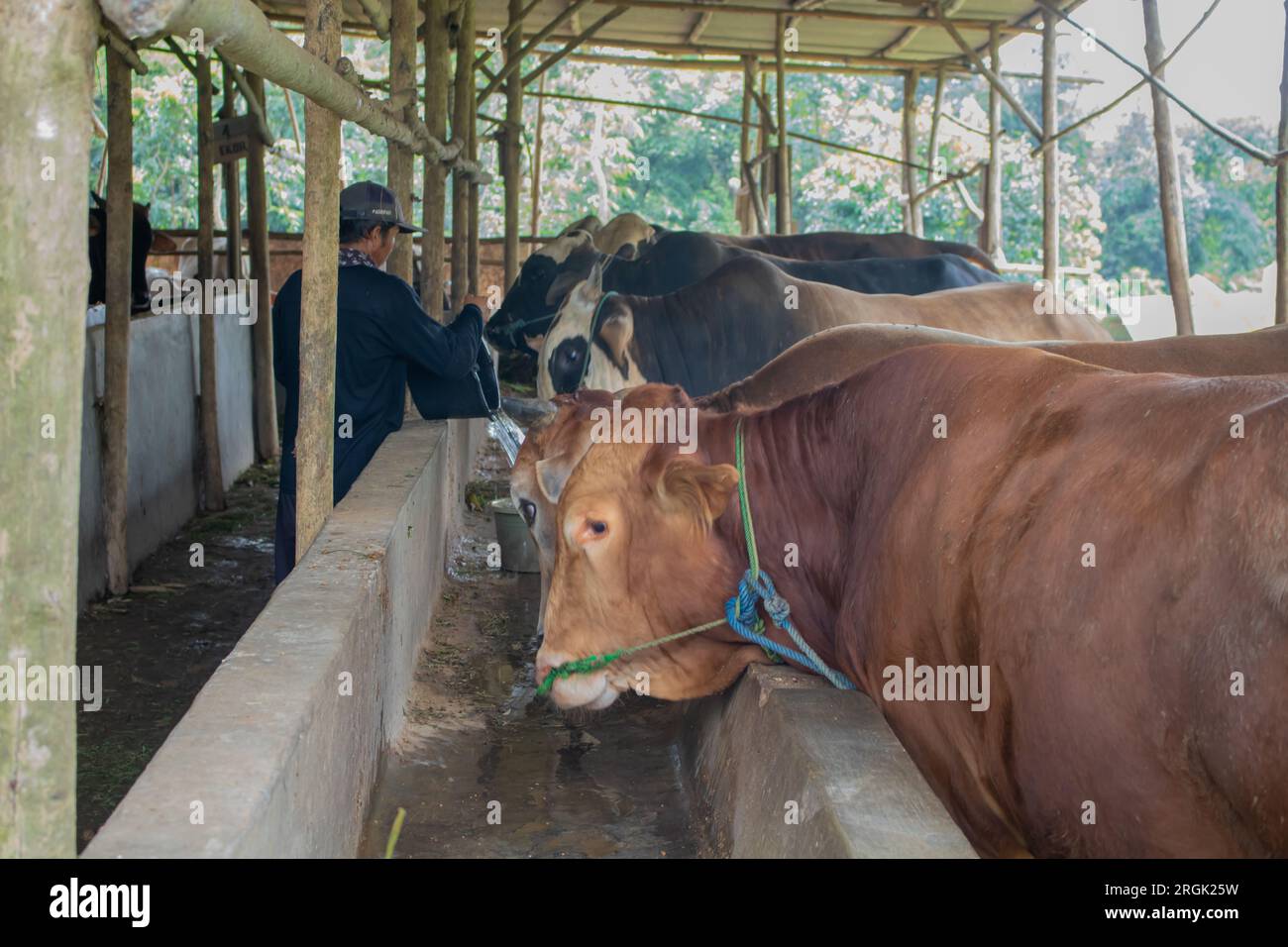 Sustainable, agriculture and cows eating on a farm for health, wellness ...