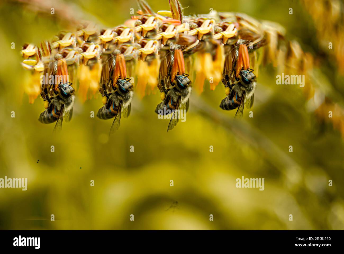Bee corn fiesta hi-res stock photography and images - Alamy