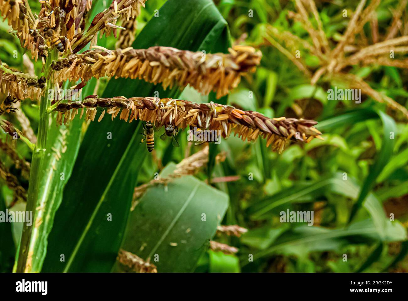 Mbelewele za mahindi hi-res stock photography and images - Alamy
