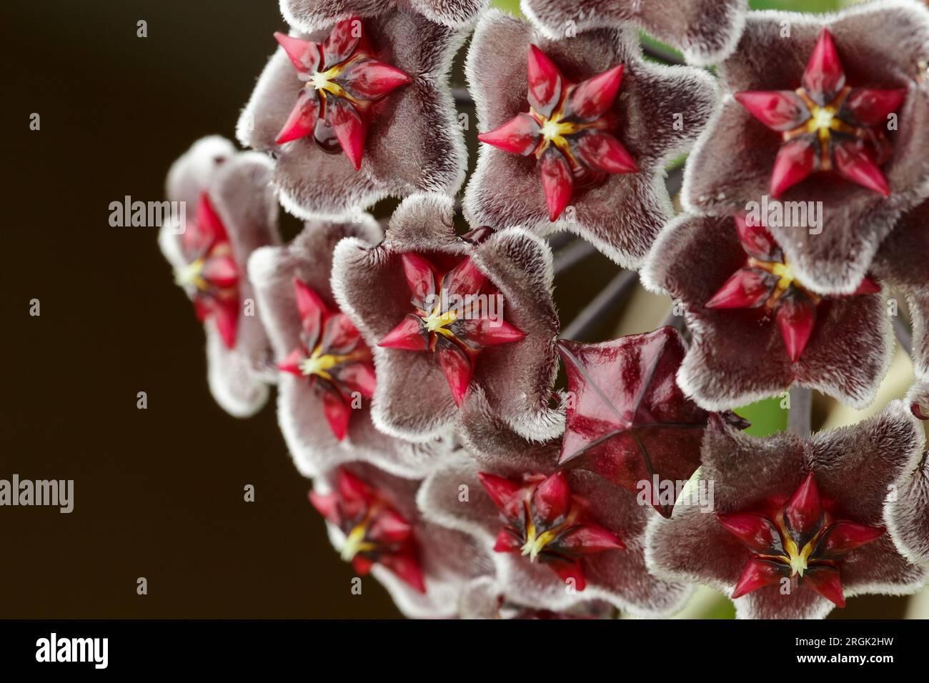 Hoya pubicalyx hoya pubicalyx hi-res stock photography and images - Alamy