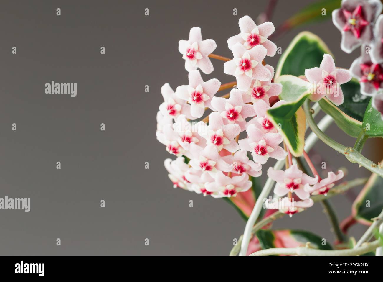 Hoya Carnosa Tricolor Potted Plant in Bloom. Hoya Krimson Queen Pink ...