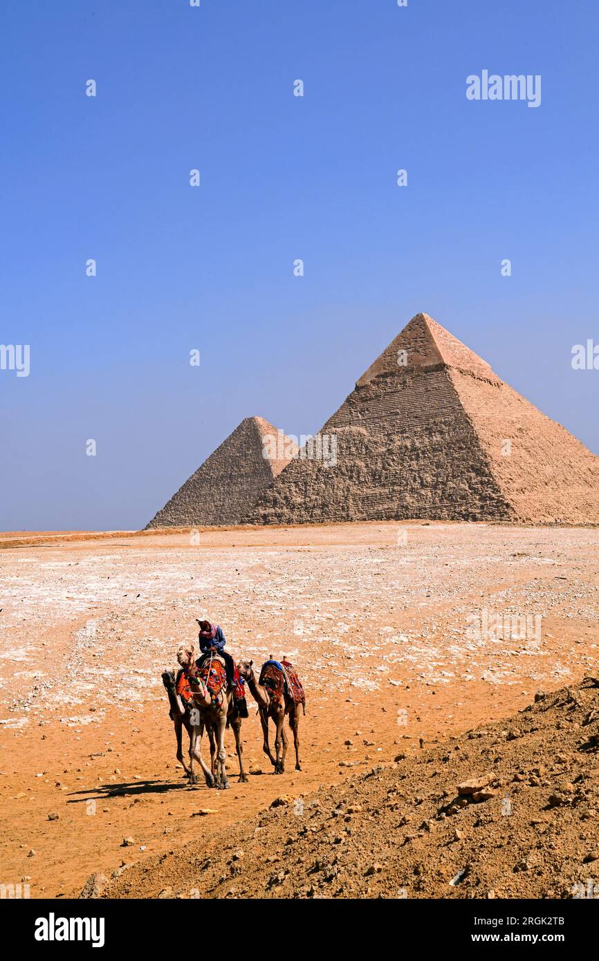 Their adaptation to dry climate allows dromedaries to live in desert ...