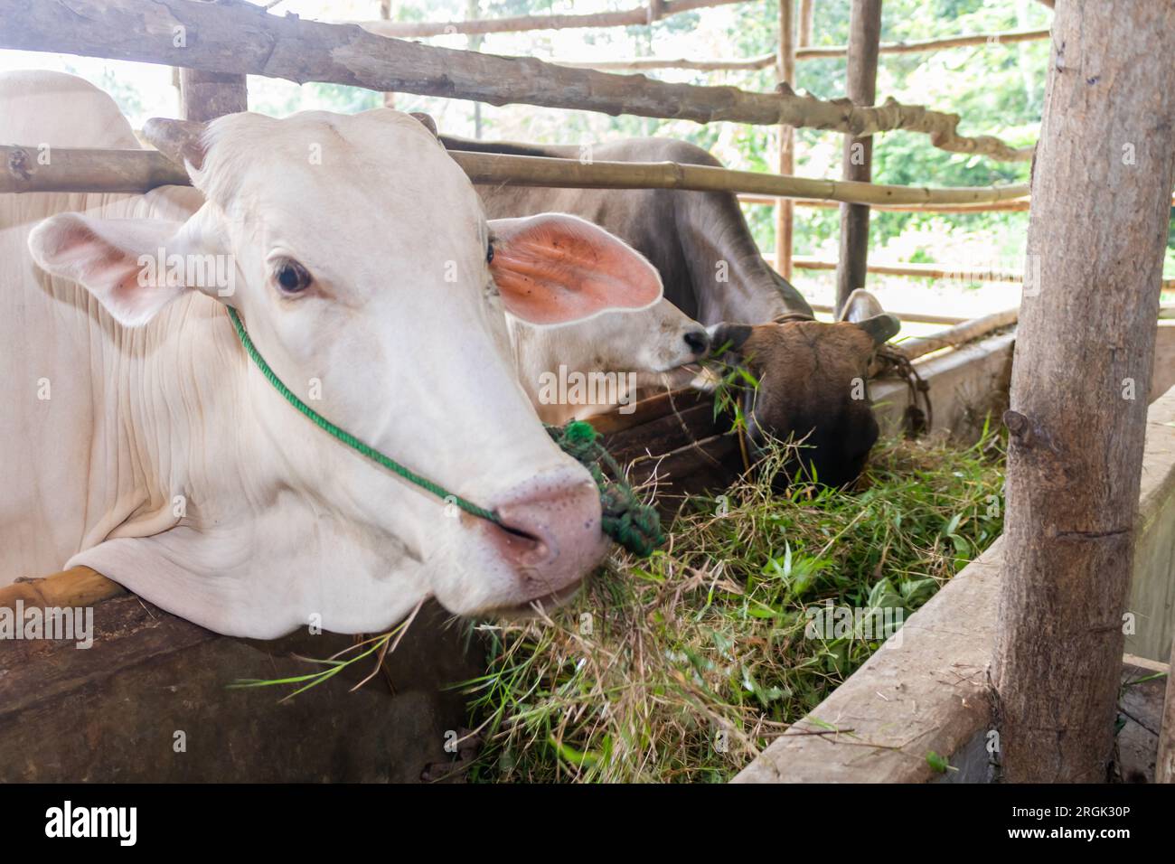 Sustainable, agriculture and cows eating on a farm for health, wellness ...