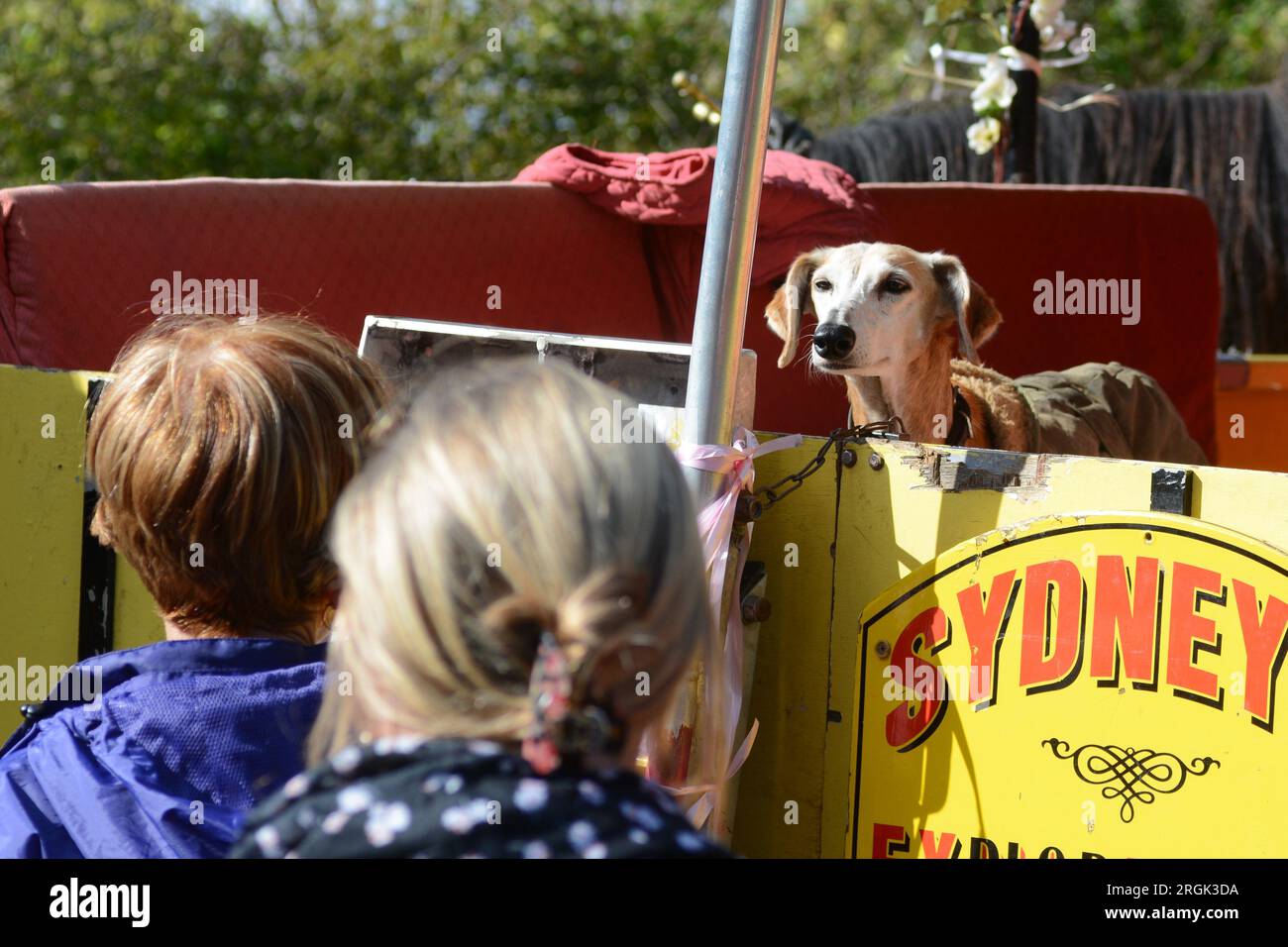 Slender whippet looks out from canal boat at two passing people Stock ...