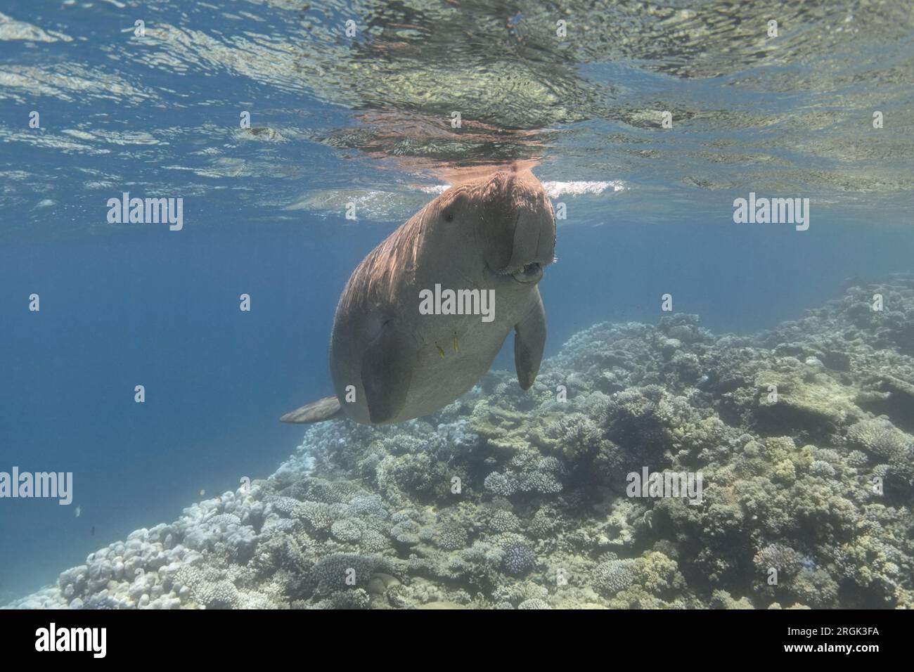 Dugong dugon (sea cow) swimming over coral reef Stock Photo - Alamy
