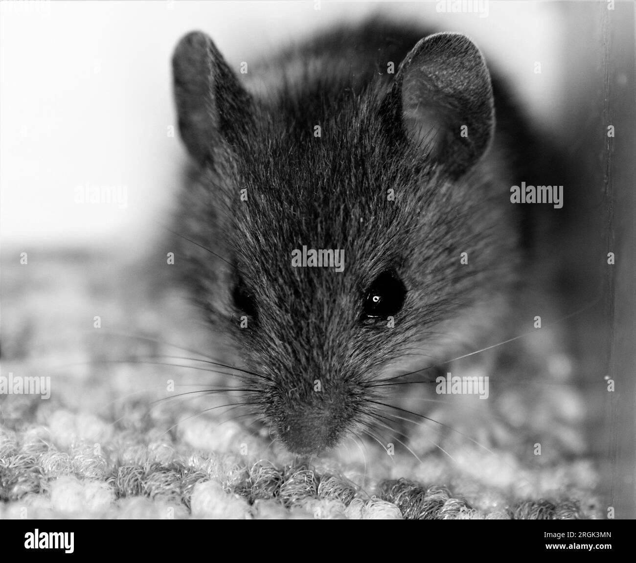 Mouse like rodent Black and White Stock Photos & Images - Alamy
