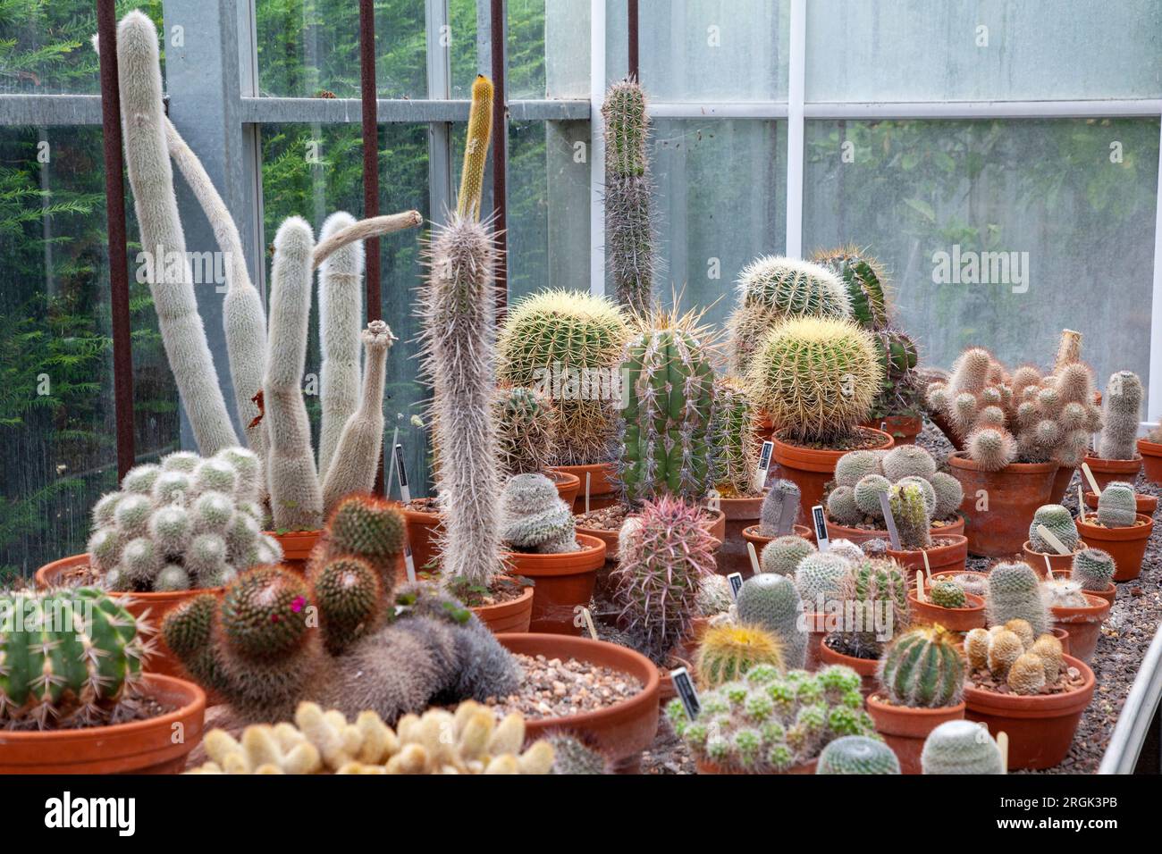 Botanical garden greenhouse cacti hi-res stock photography and images ...