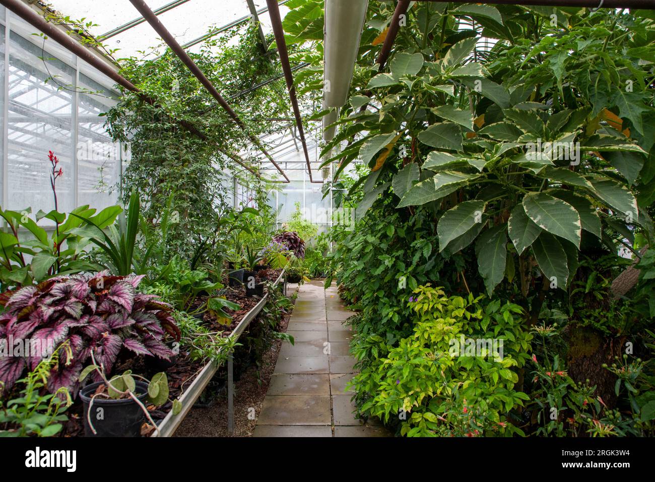 Greenhouse walled garden hi-res stock photography and images - Alamy