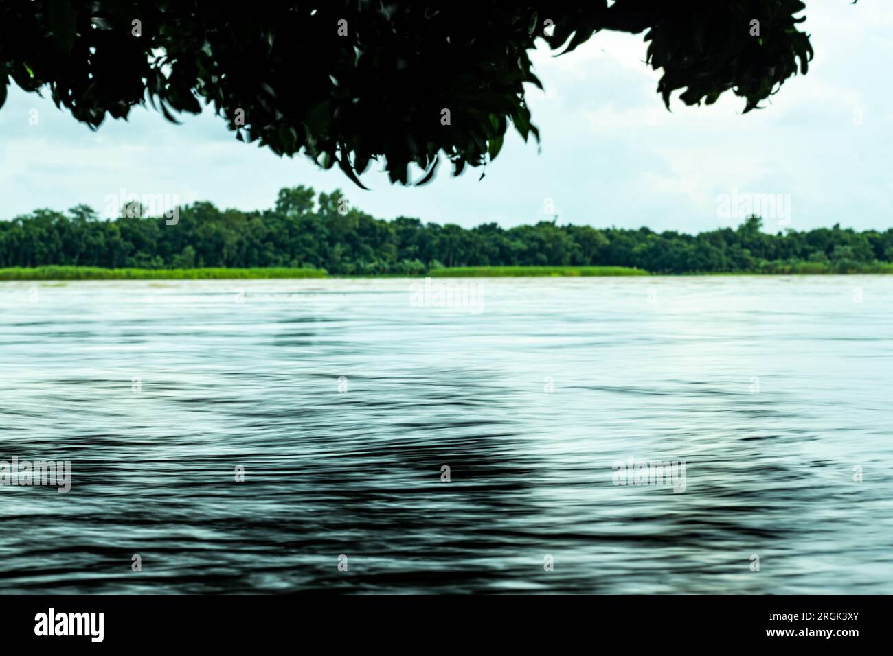 Leaves were hanging on and stalked above the river floating water or ...