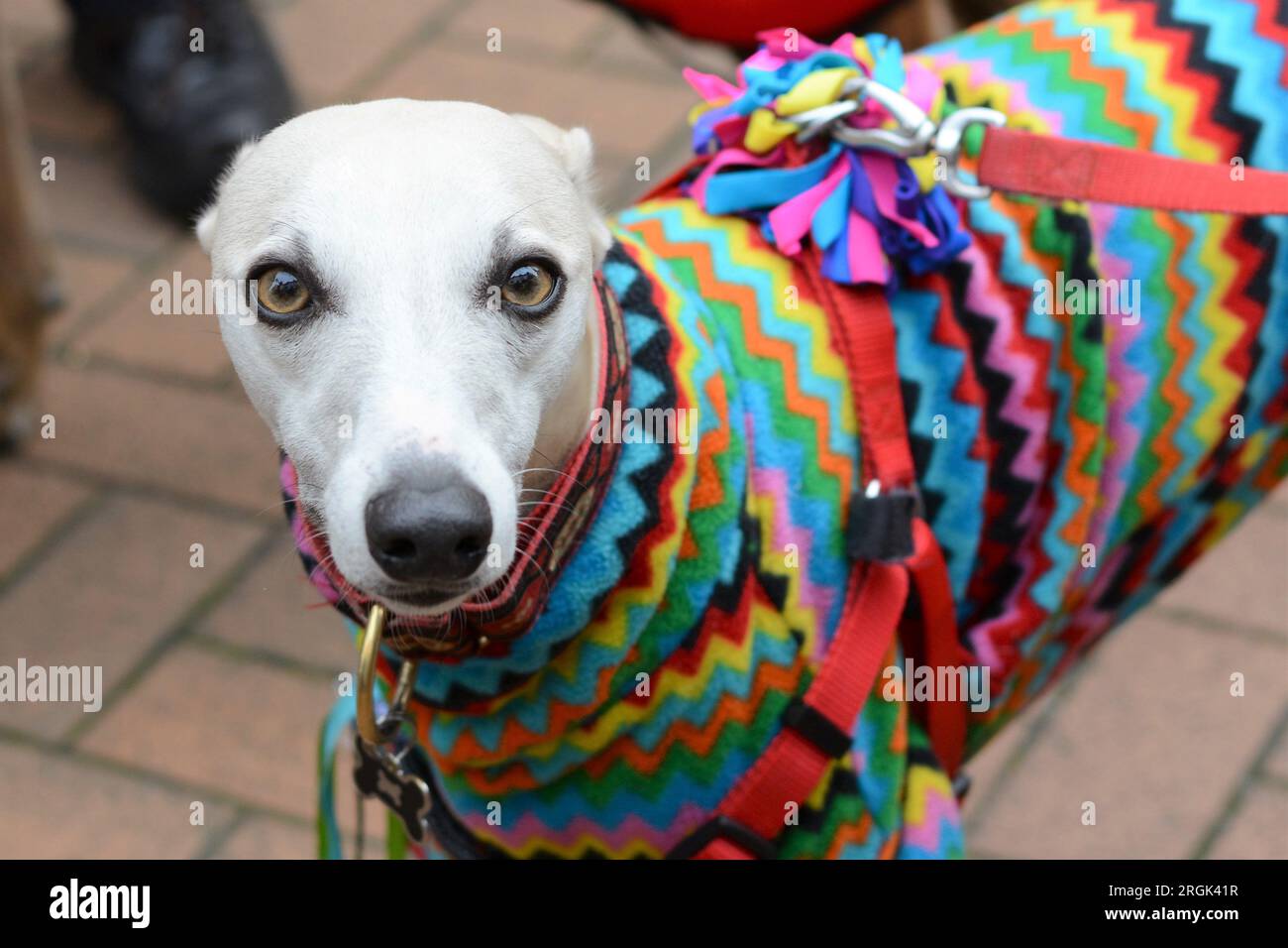 White whippet in multi-coloured striped coat Stock Photo - Alamy