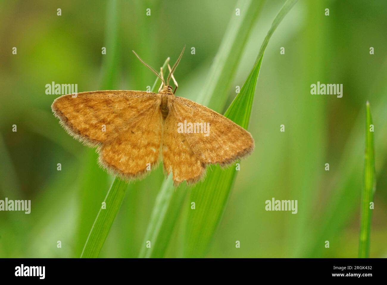 Natural closeup on a small orange Ochraceous Wave geometer moth, Idaea ...