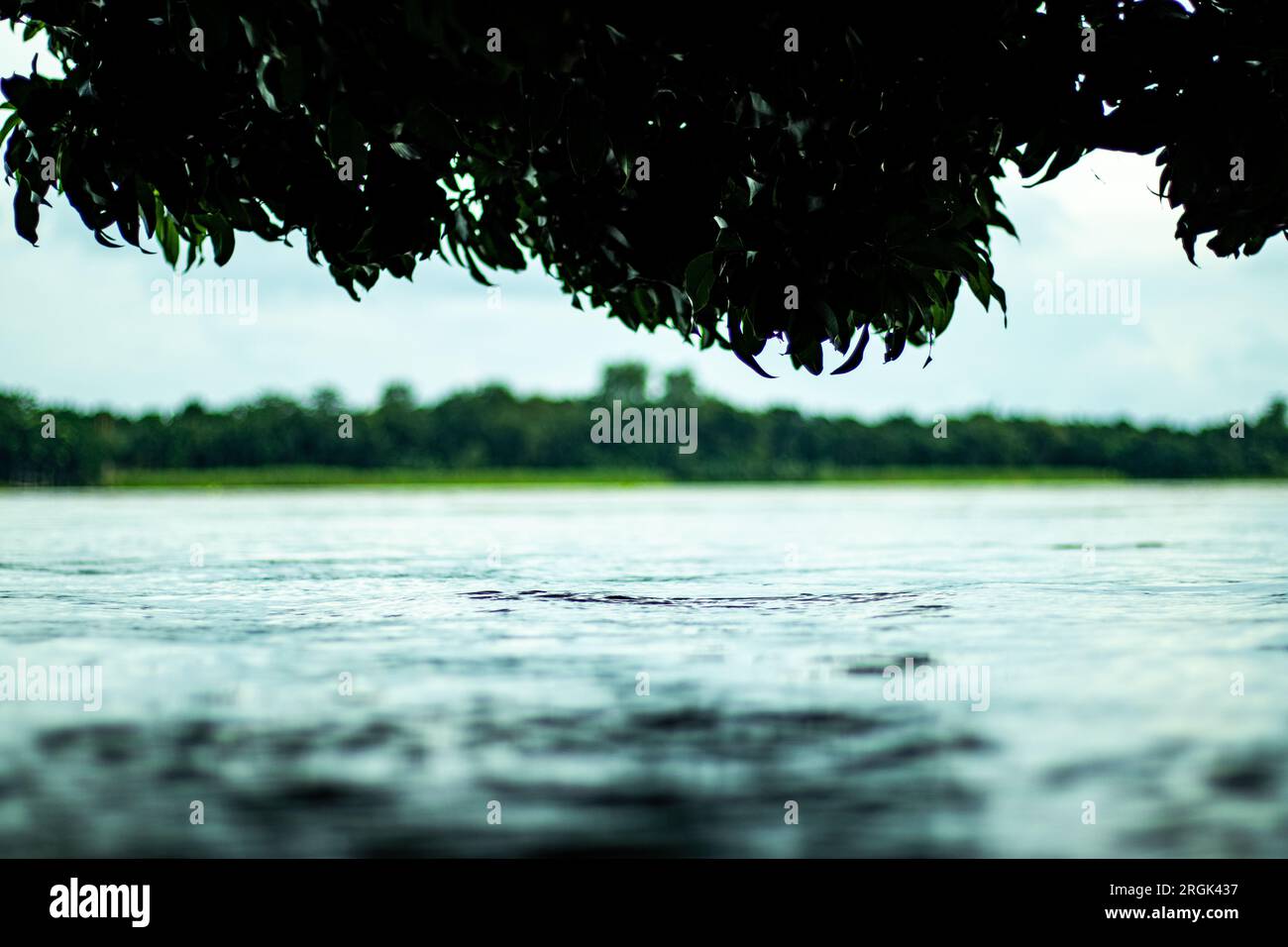 Mango leaf and stalks above the river floating water and white sky ...