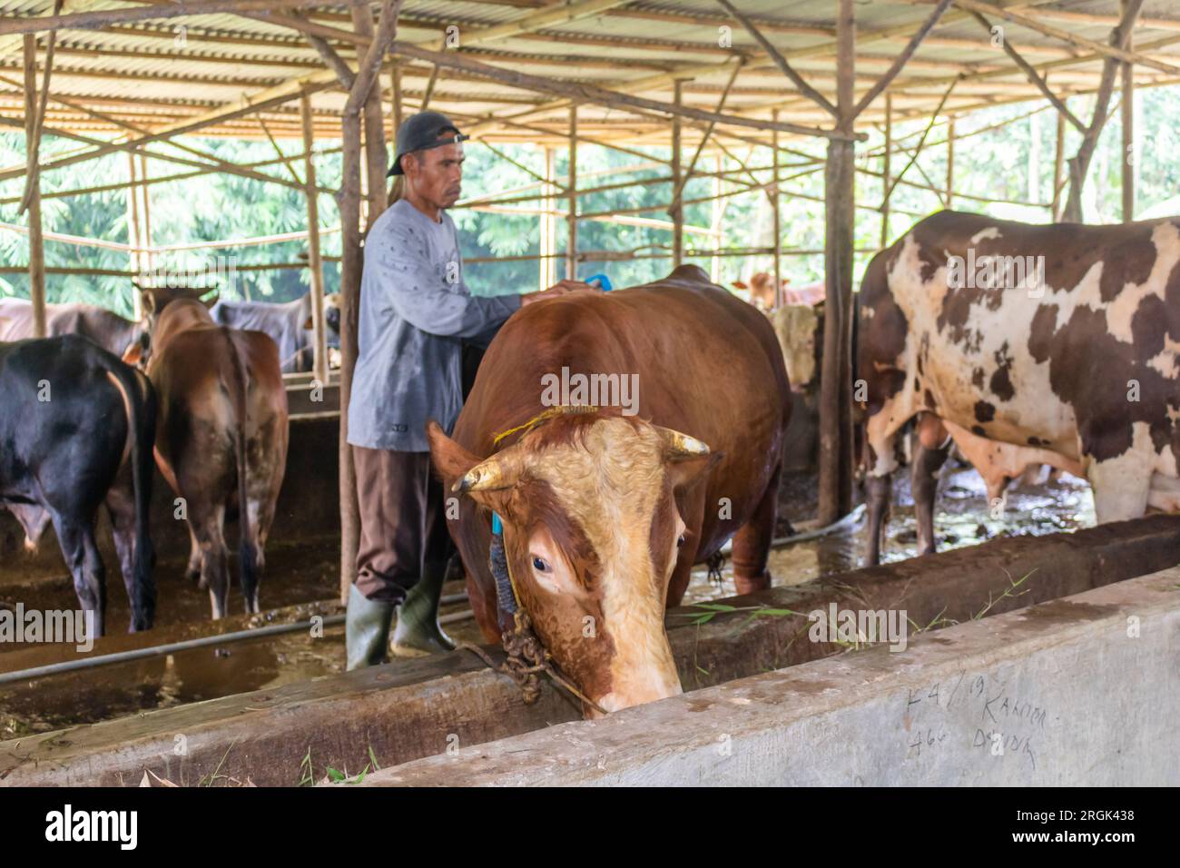 Sustainable, agriculture and cows eating on a farm for health, wellness and dairy supply ...