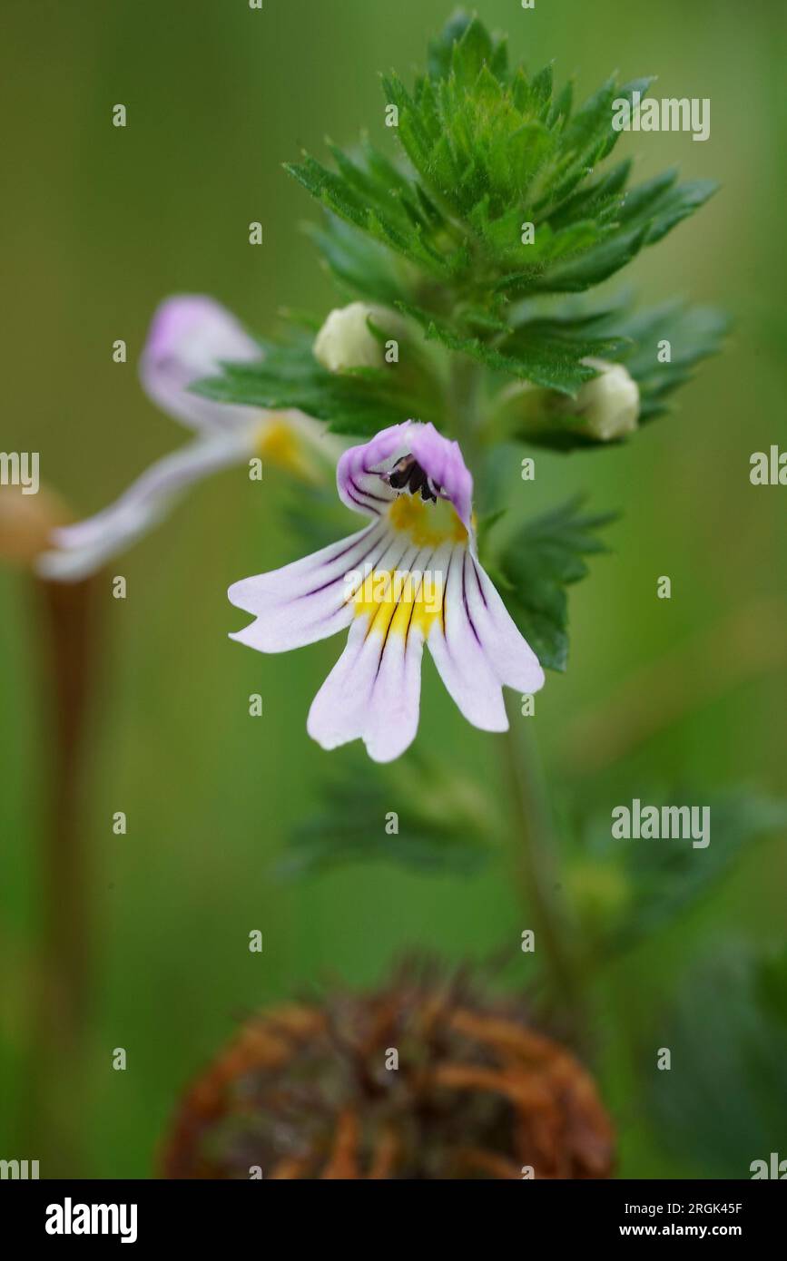 Natural colorful closeup on the small, fragile looking eyebright ...