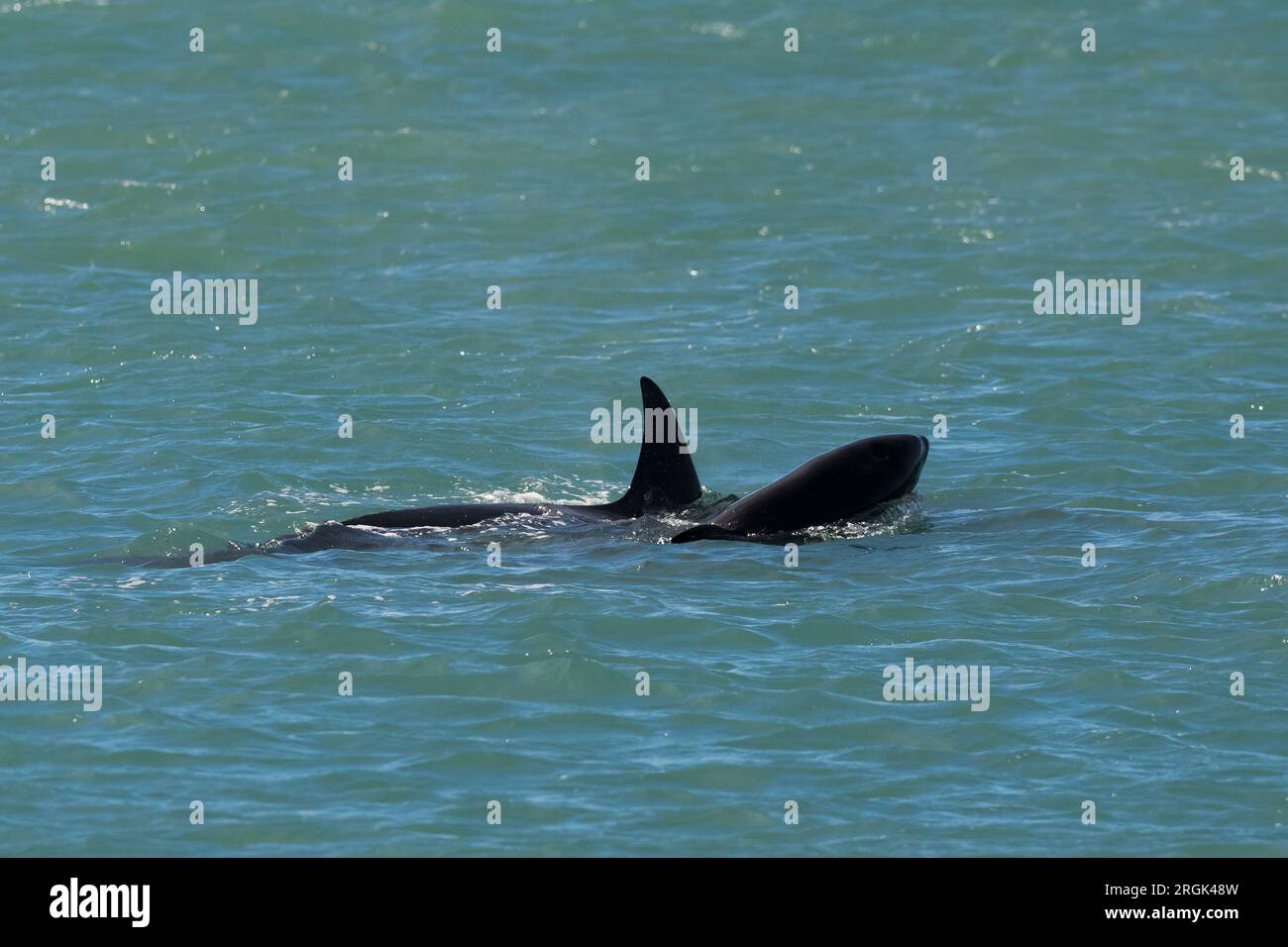 Orca Family, Peninsula Valdes, Patagonia, Argentina Stock Photo - Alamy