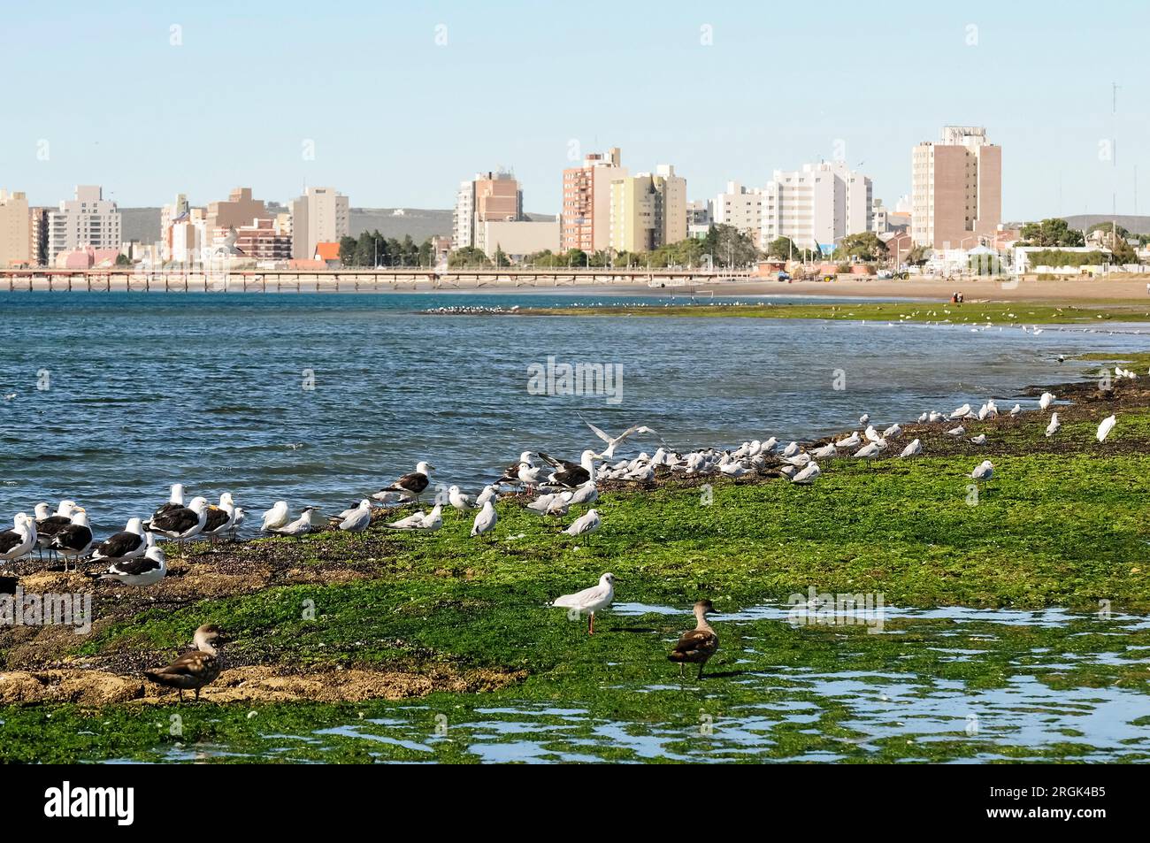 Coastal landscape, Puerto Madryn, Chubut Province, Patagonia, Argentina ...