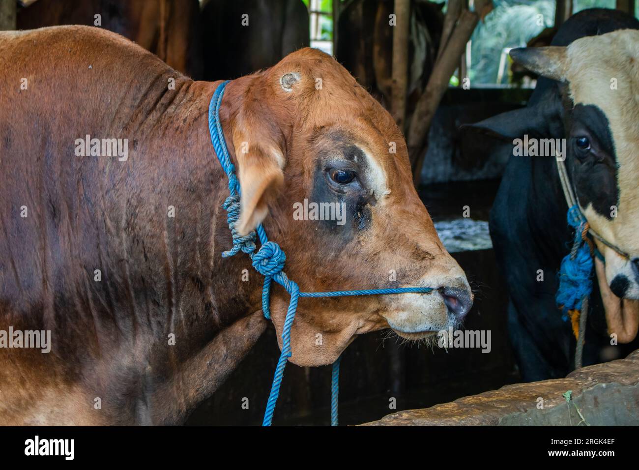 Sustainable, agriculture and cows eating on a farm for health, wellness ...