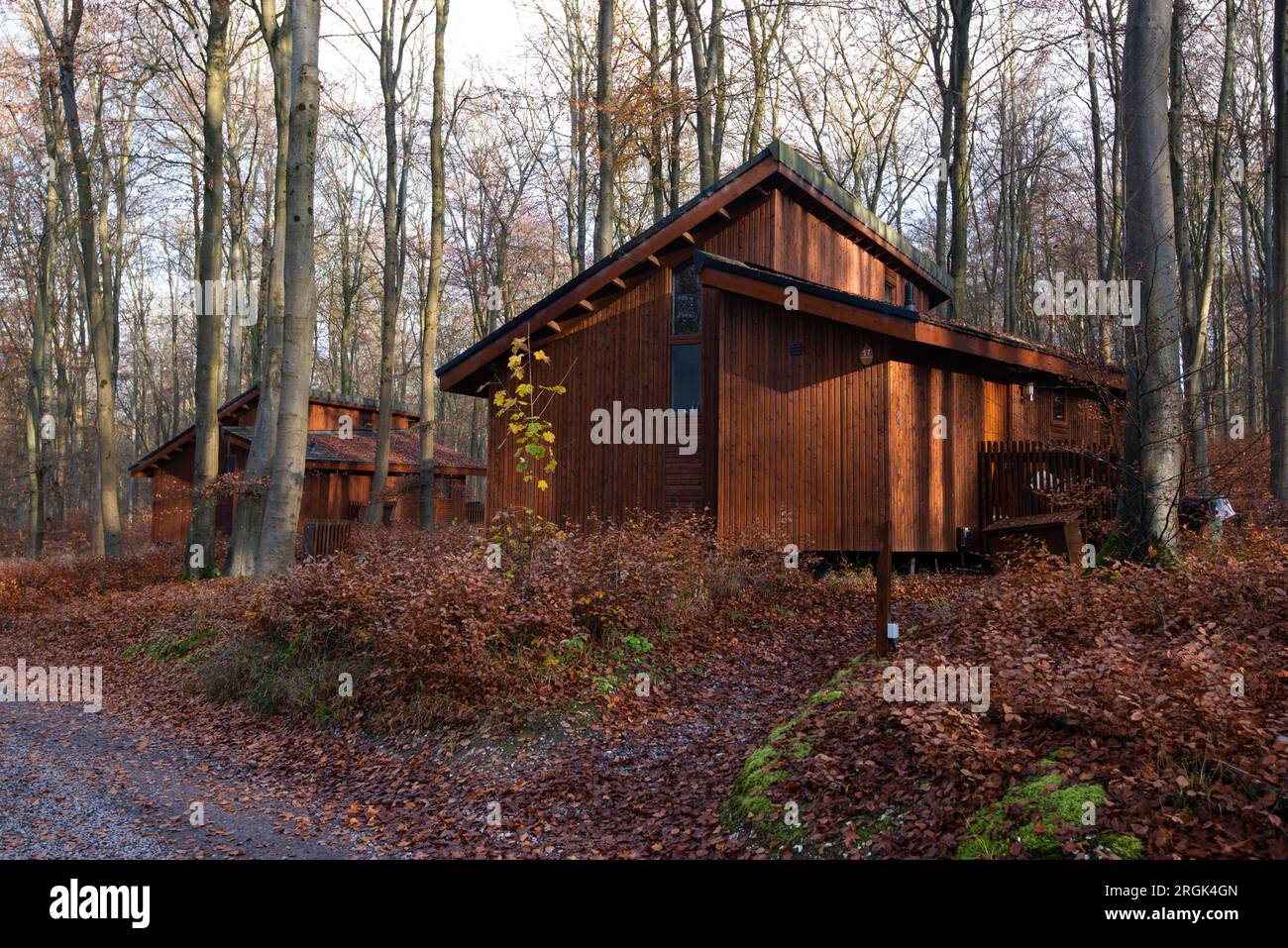 Wooden house in forest Stock Photo - Alamy