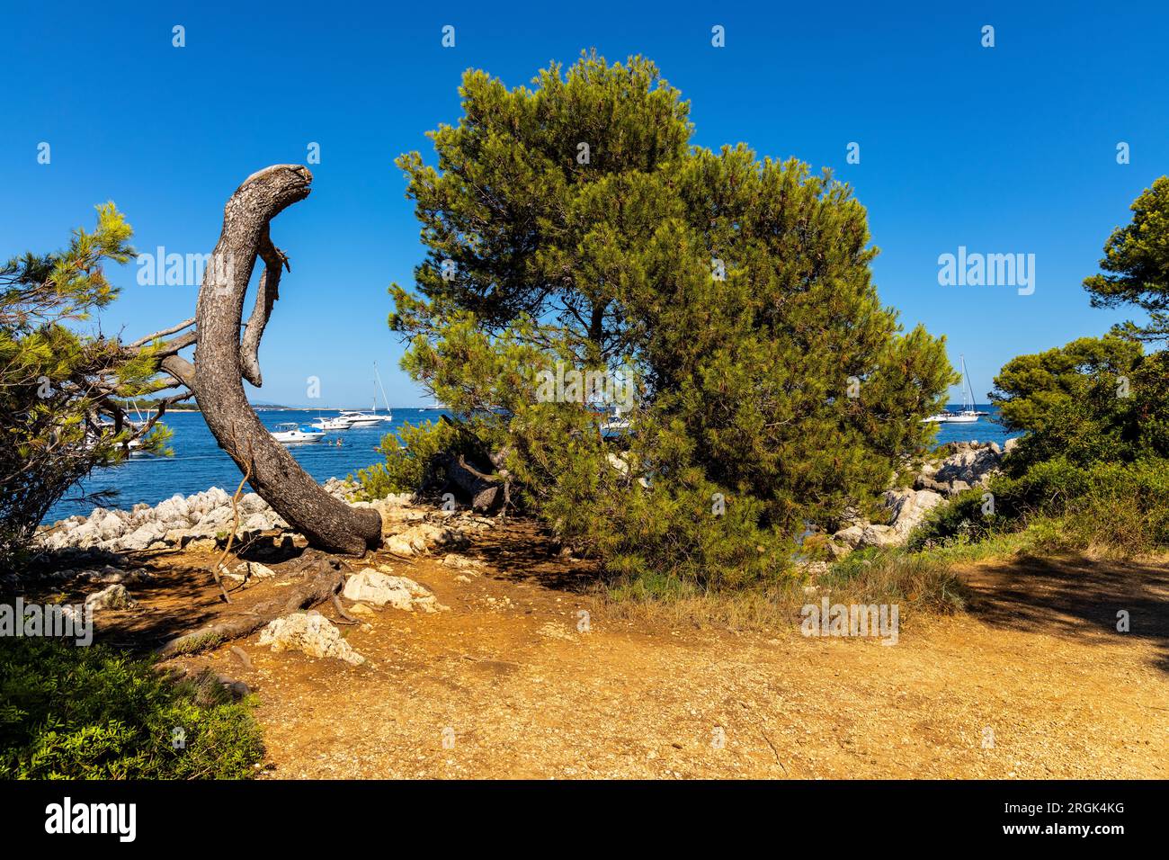 Cannes, France - July 31, 2022: Rocky coast with woods and forest of ...