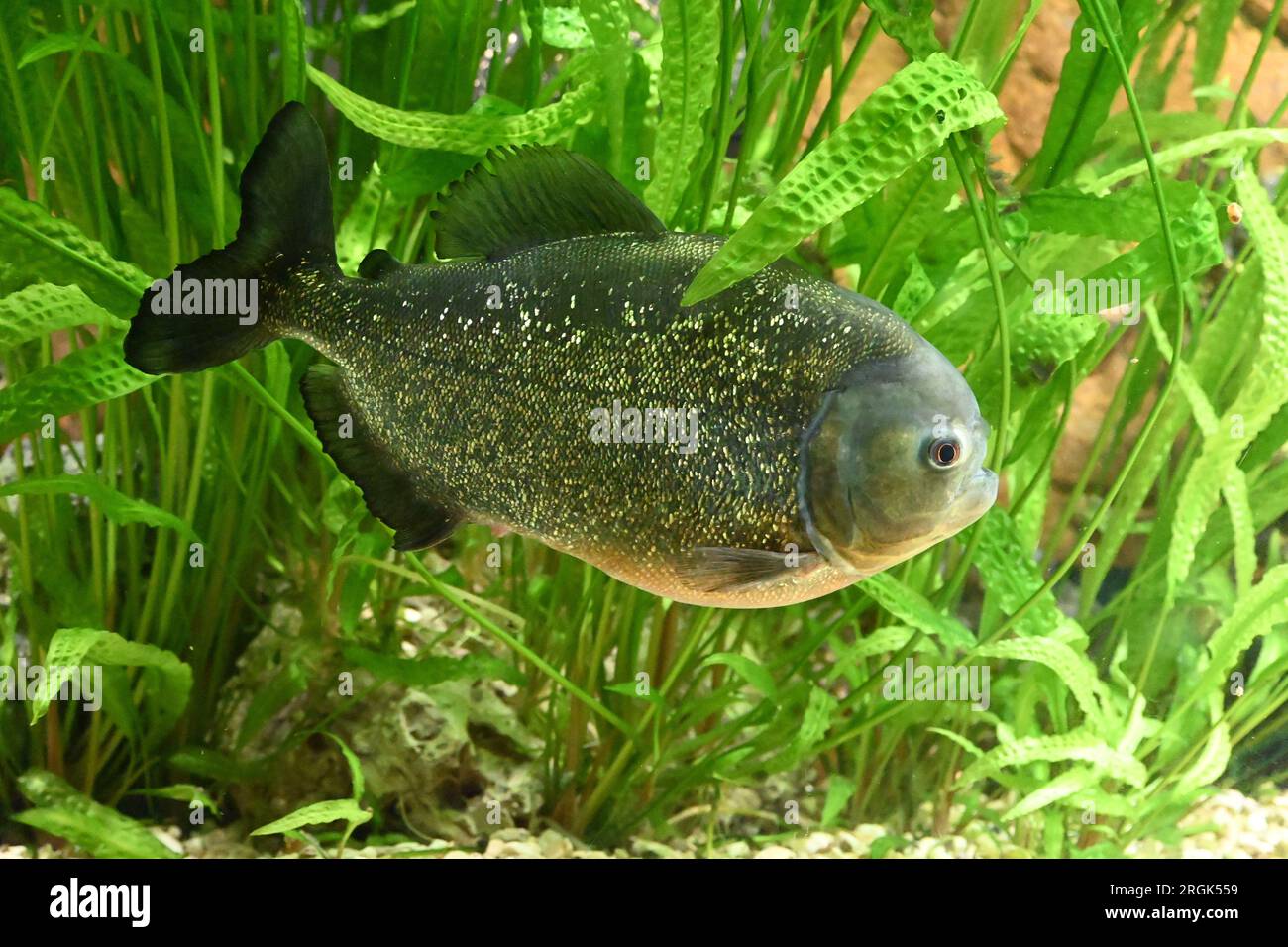 Piranha fish dentition hi-res stock photography and images - Alamy
