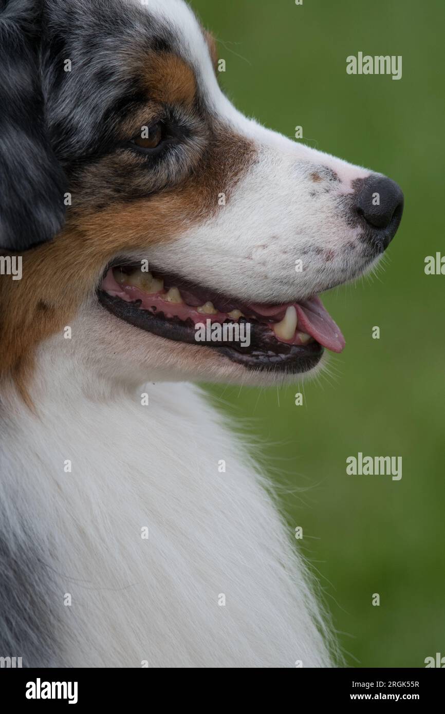 Australian Shepherd portrait in profile view and close up Stock Photo ...