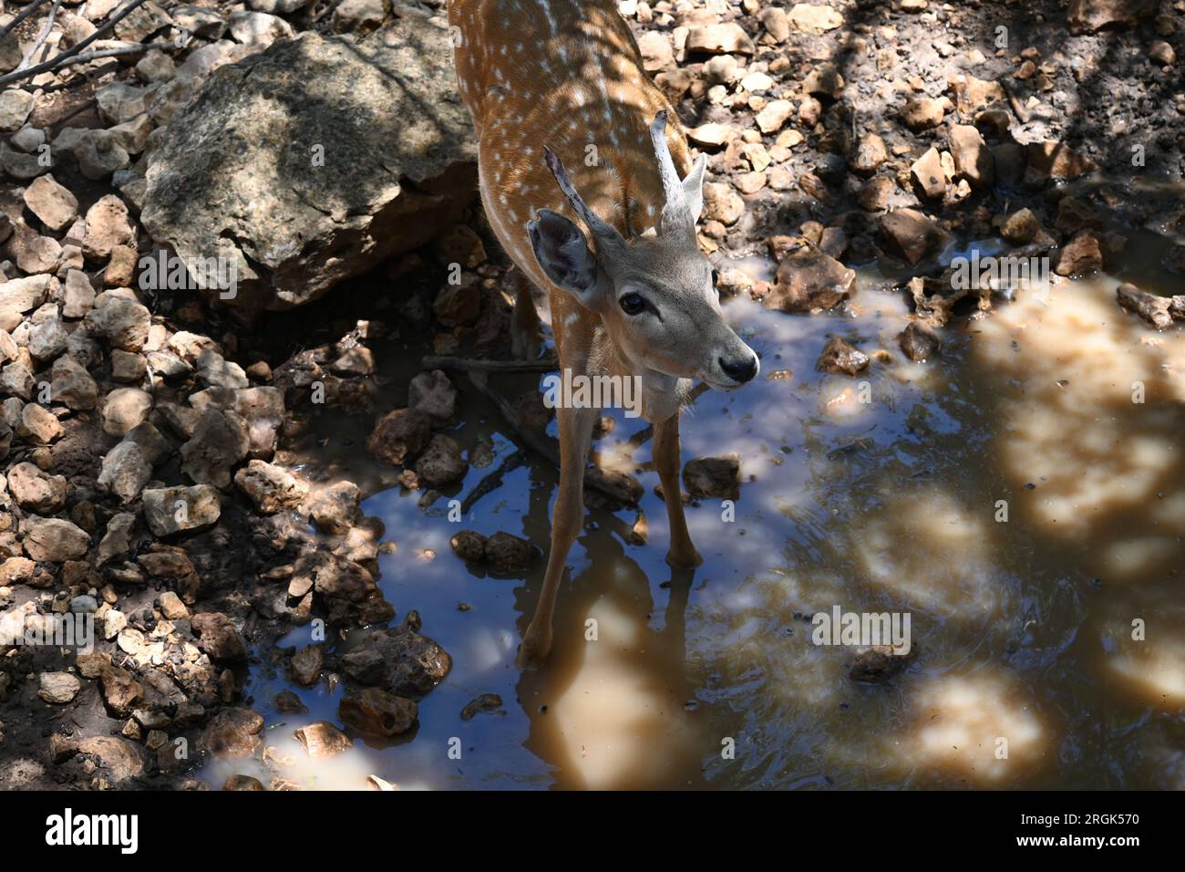 Puddle of water and deer hi-res stock photography and images - Alamy