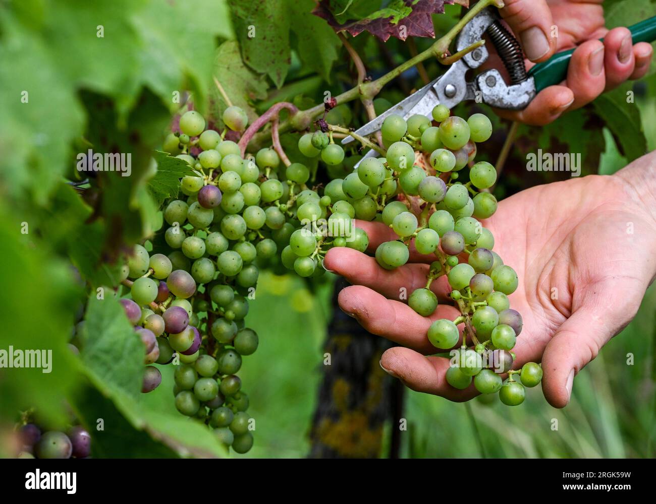 Herbicides grapes hi-res stock photography and images - Alamy