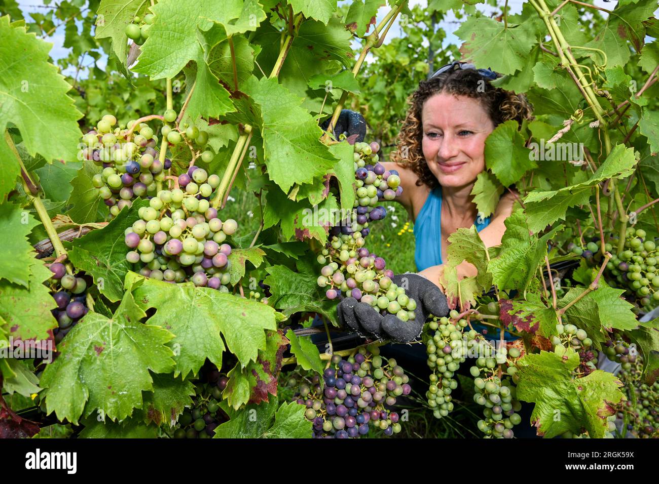 Herbicides grapes hi-res stock photography and images - Alamy