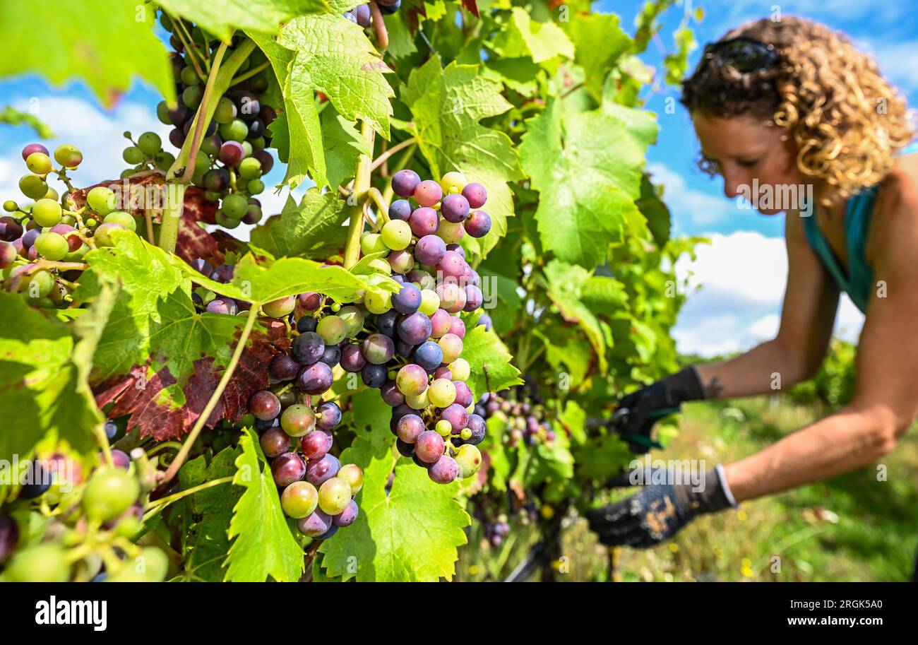 Herbicides grapes hi-res stock photography and images - Alamy