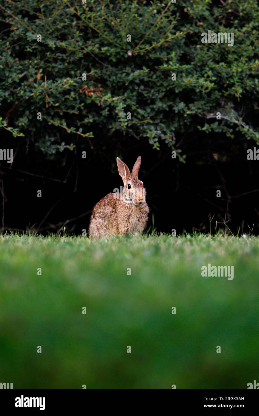 Old world rabbit (Oryctolagus cuniculus) in grass in Piemont Stock ...