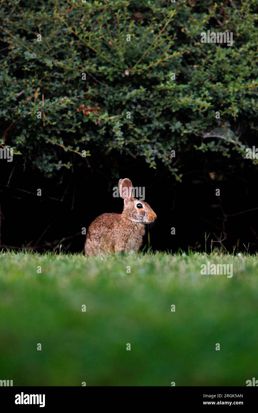 Old world rabbit (Oryctolagus cuniculus) in grass in Piemont Stock ...