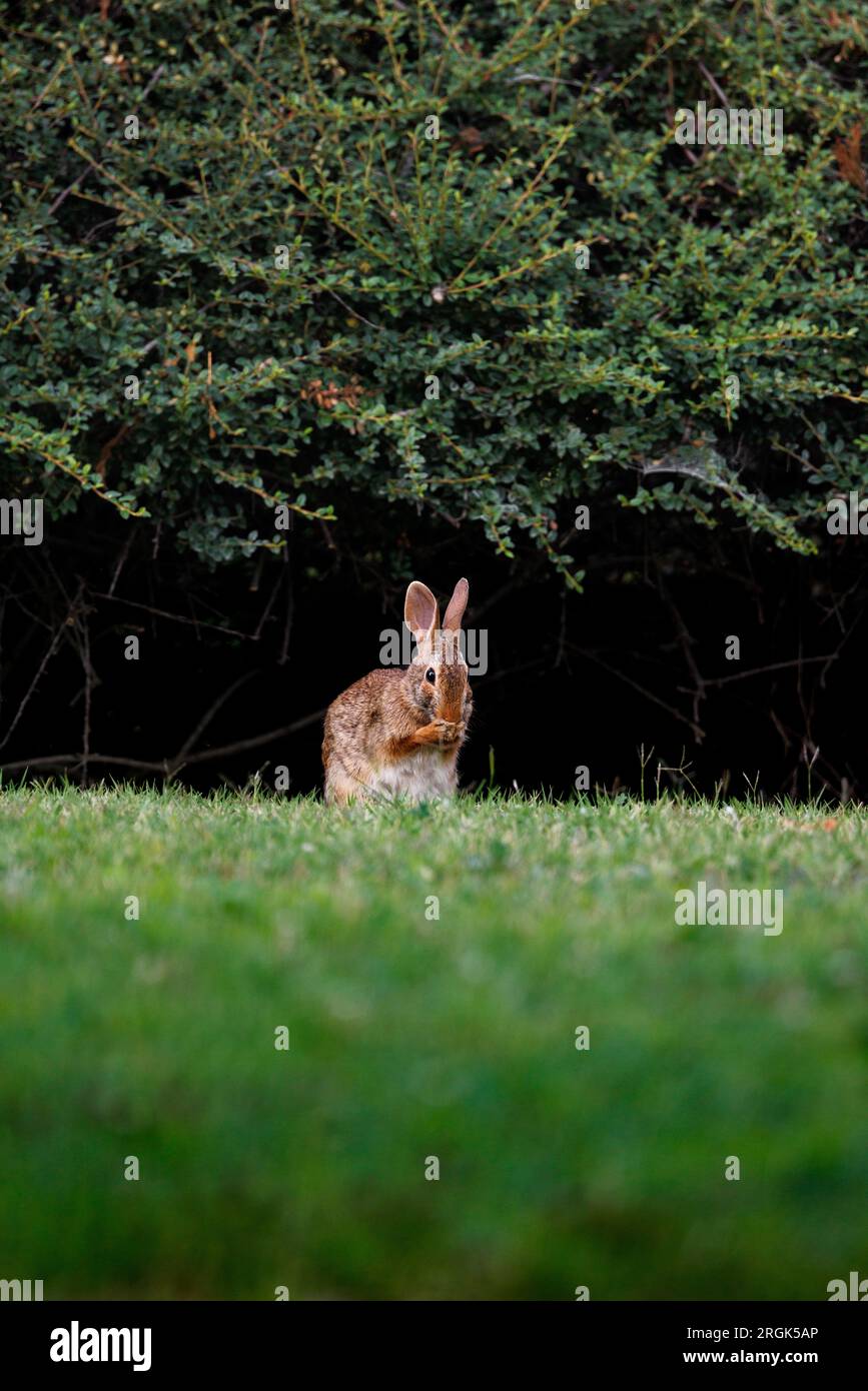 Old world rabbit (Oryctolagus cuniculus) in grass in Piemont Stock ...