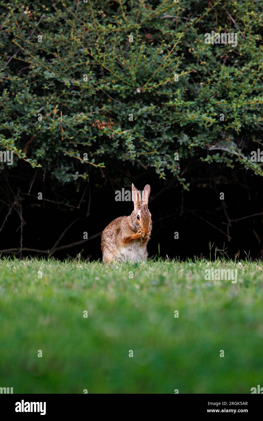 Old world rabbit (Oryctolagus cuniculus) in grass in Piemont Stock ...