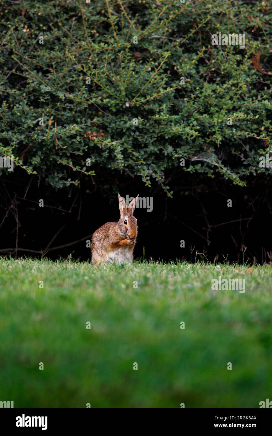 Old world rabbit (Oryctolagus cuniculus) in grass in Piemont Stock ...