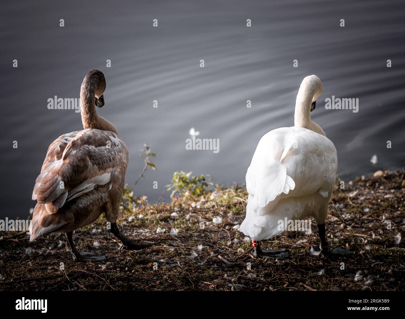 The company of two Stock Photo - Alamy