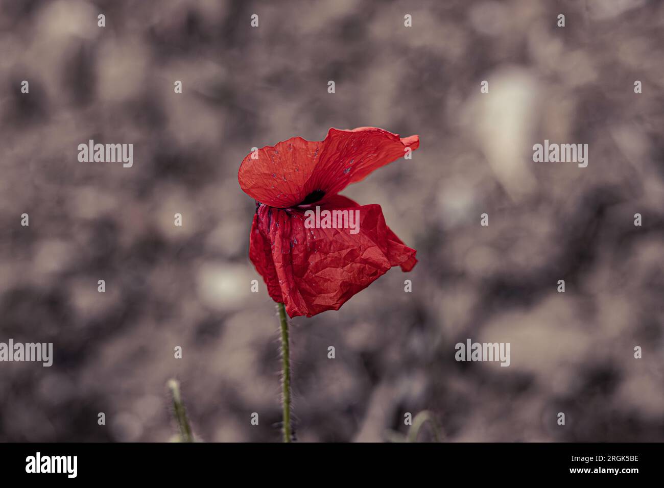 Poppy_wallpaper hi-res stock photography and images - Alamy
