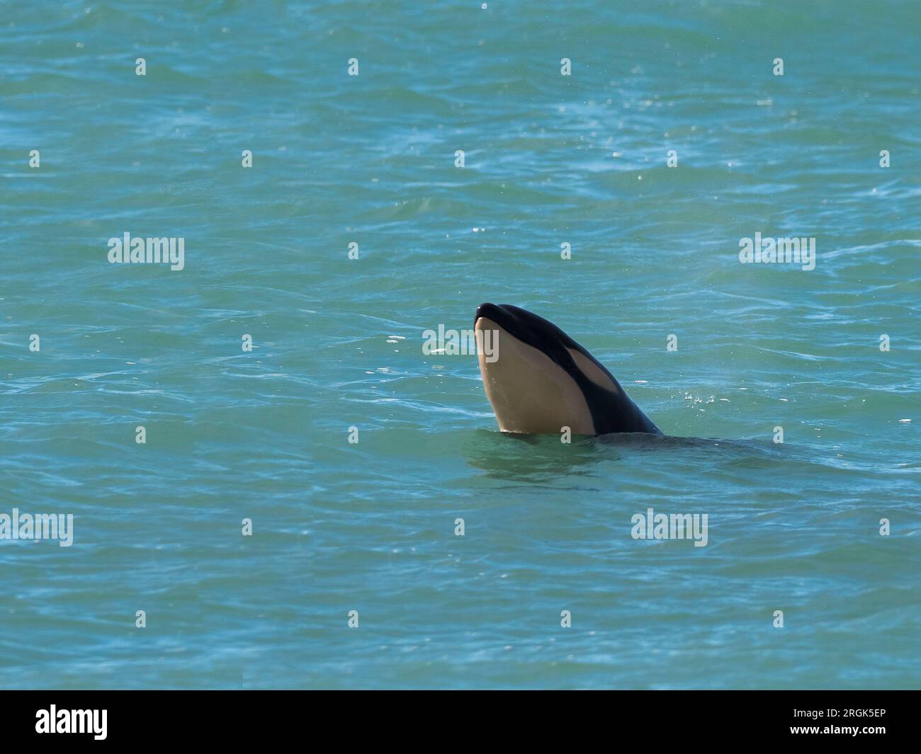 Orca Baby, Península Valdes, Chubut Province, Patagonia, Argentina ...