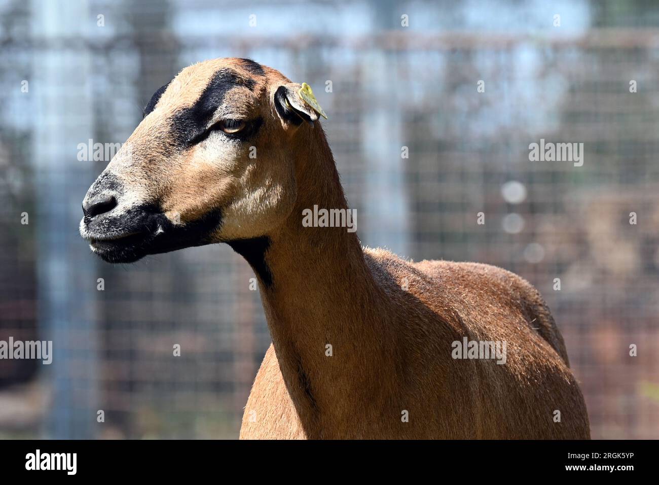 Hair sheep hi-res stock photography and images - Alamy
