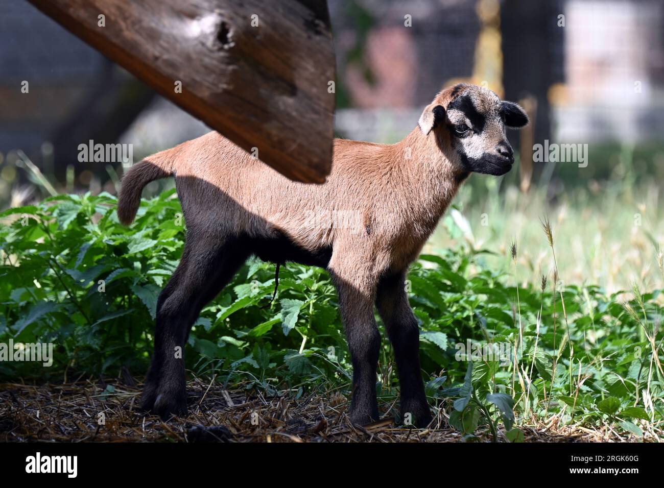 Hairy sheep breed hi-res stock photography and images - Alamy