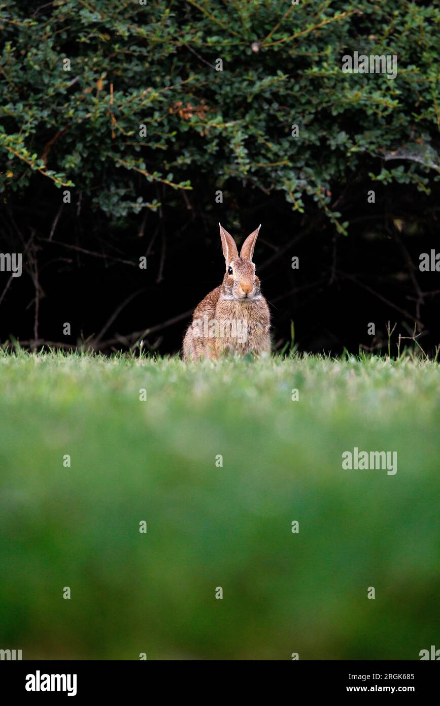 Old world rabbit (Oryctolagus cuniculus) in grass in Piemont Stock ...