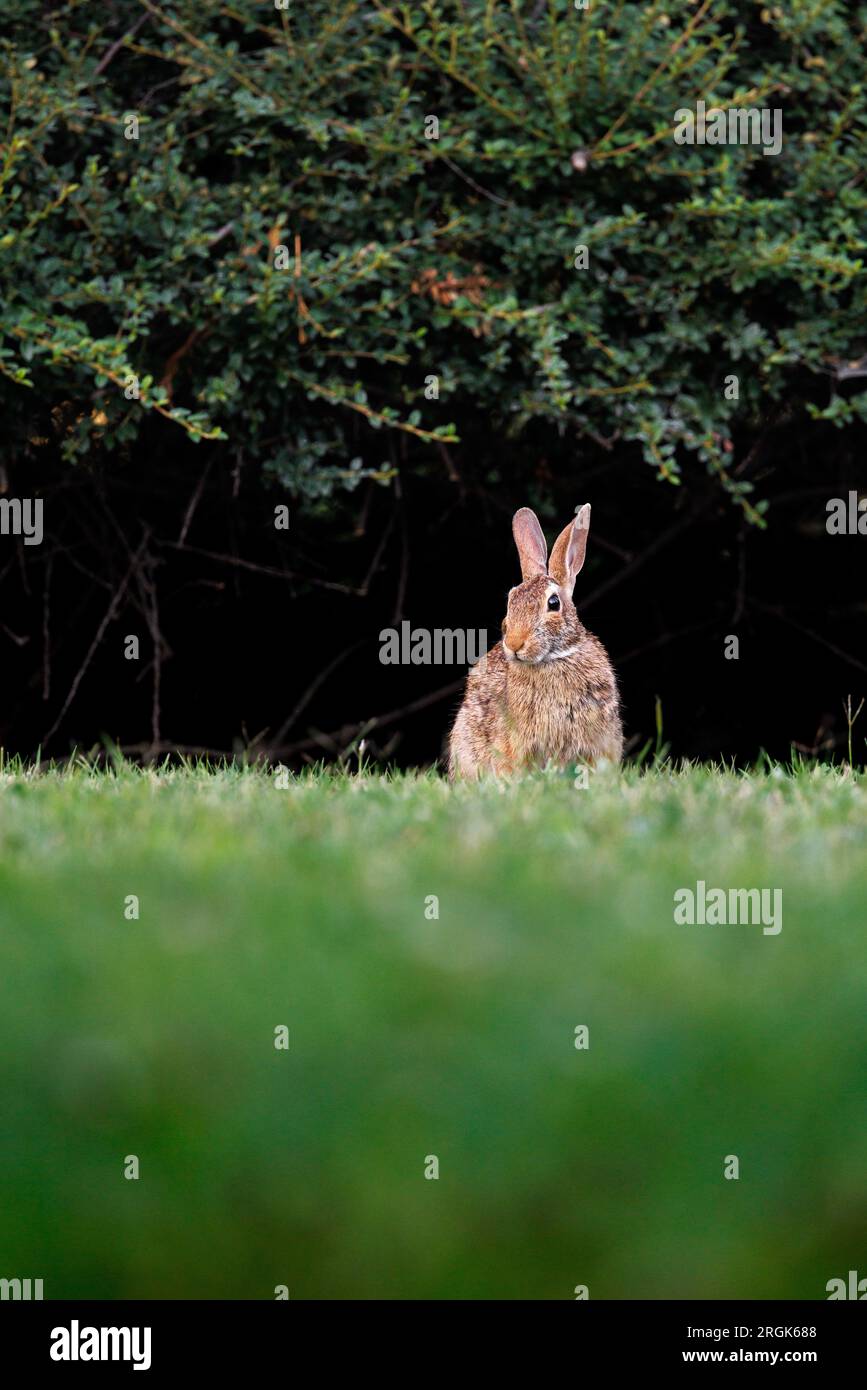 Old world rabbit (Oryctolagus cuniculus) in grass in Piemont Stock ...