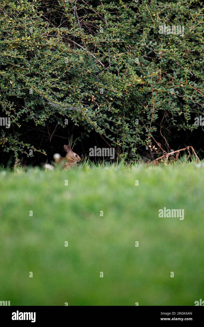 Old world rabbit (Oryctolagus cuniculus) in grass in Piemont Stock ...