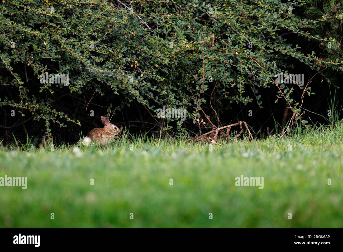 Old world rabbit (Oryctolagus cuniculus) in grass in Piemont Stock ...