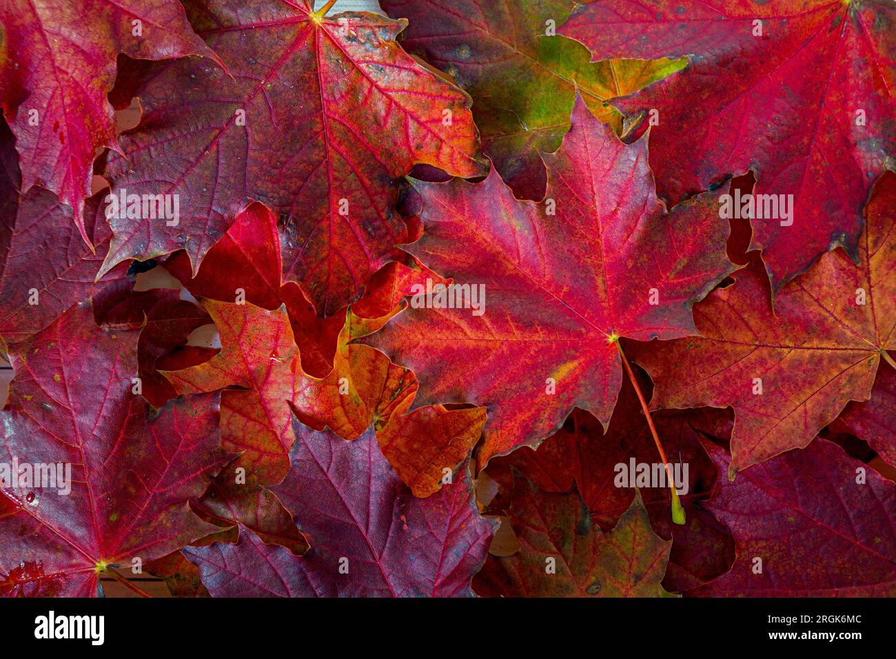 Top view red maple tree hi-res stock photography and images - Alamy