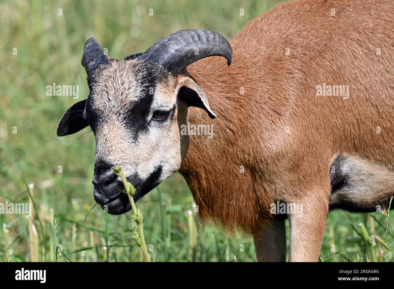 Cattle without horn cattle hi-res stock photography and images - Alamy