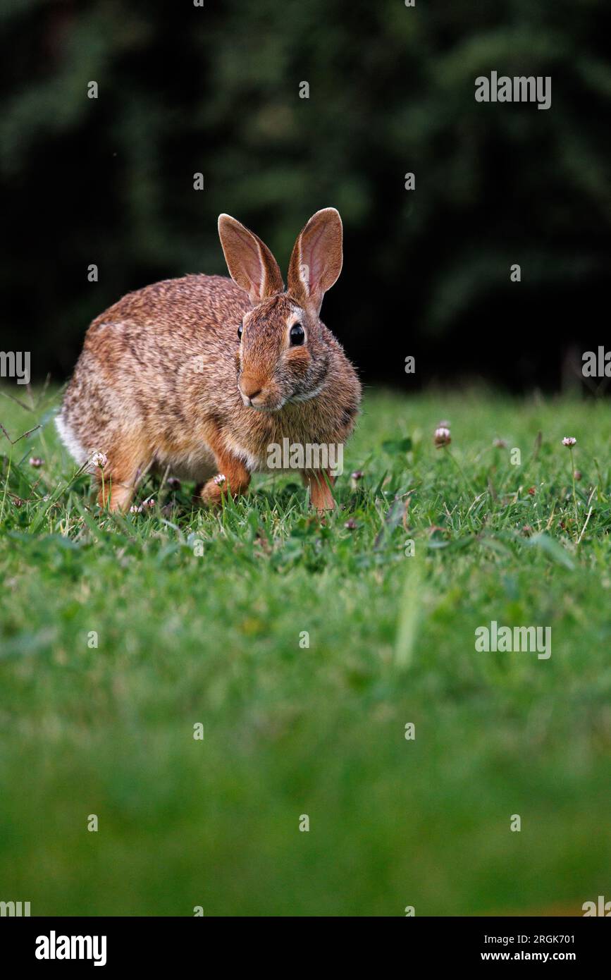 Old world rabbit (Oryctolagus cuniculus) in grass in Piemont Stock ...