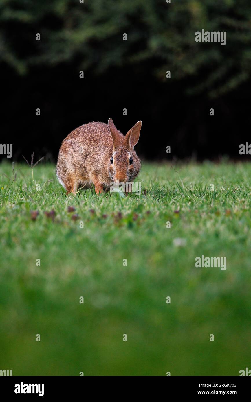 Old world rabbit (Oryctolagus cuniculus) in grass in Piemont Stock ...